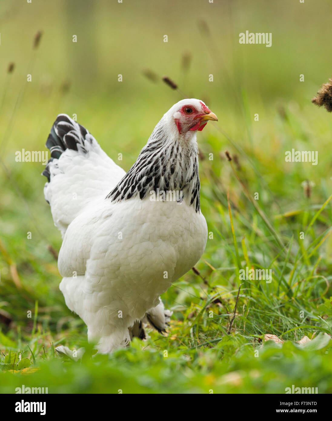 Domestic Chicken, breed: Brahma Bantam. Hen walking in grass. Germany ...