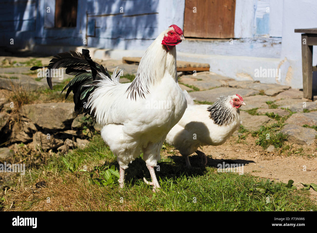 Deutsches Reichshuhn (German Empire Chicken). Couple in a farmyard ...