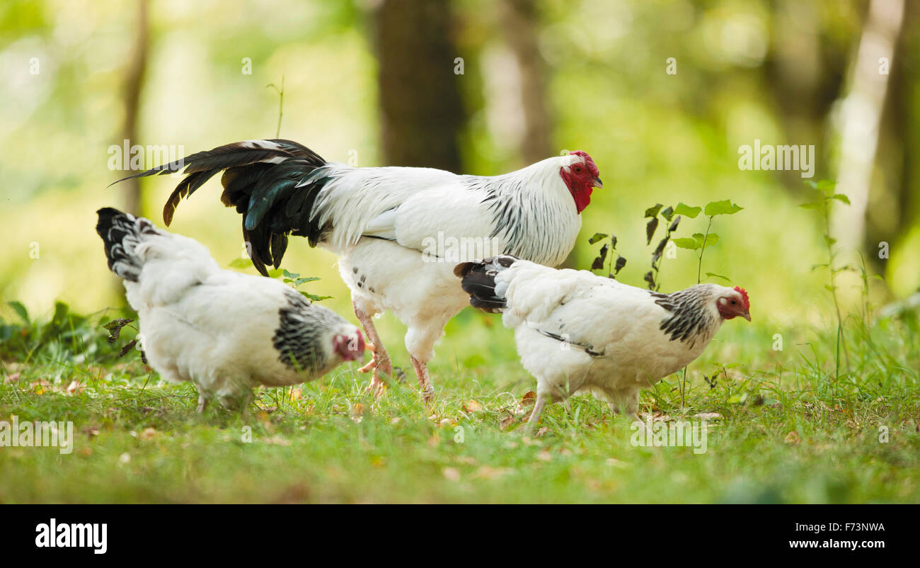 Deutsches Reichshuhn (German Empire Chicken). Cock and two hens walking ...