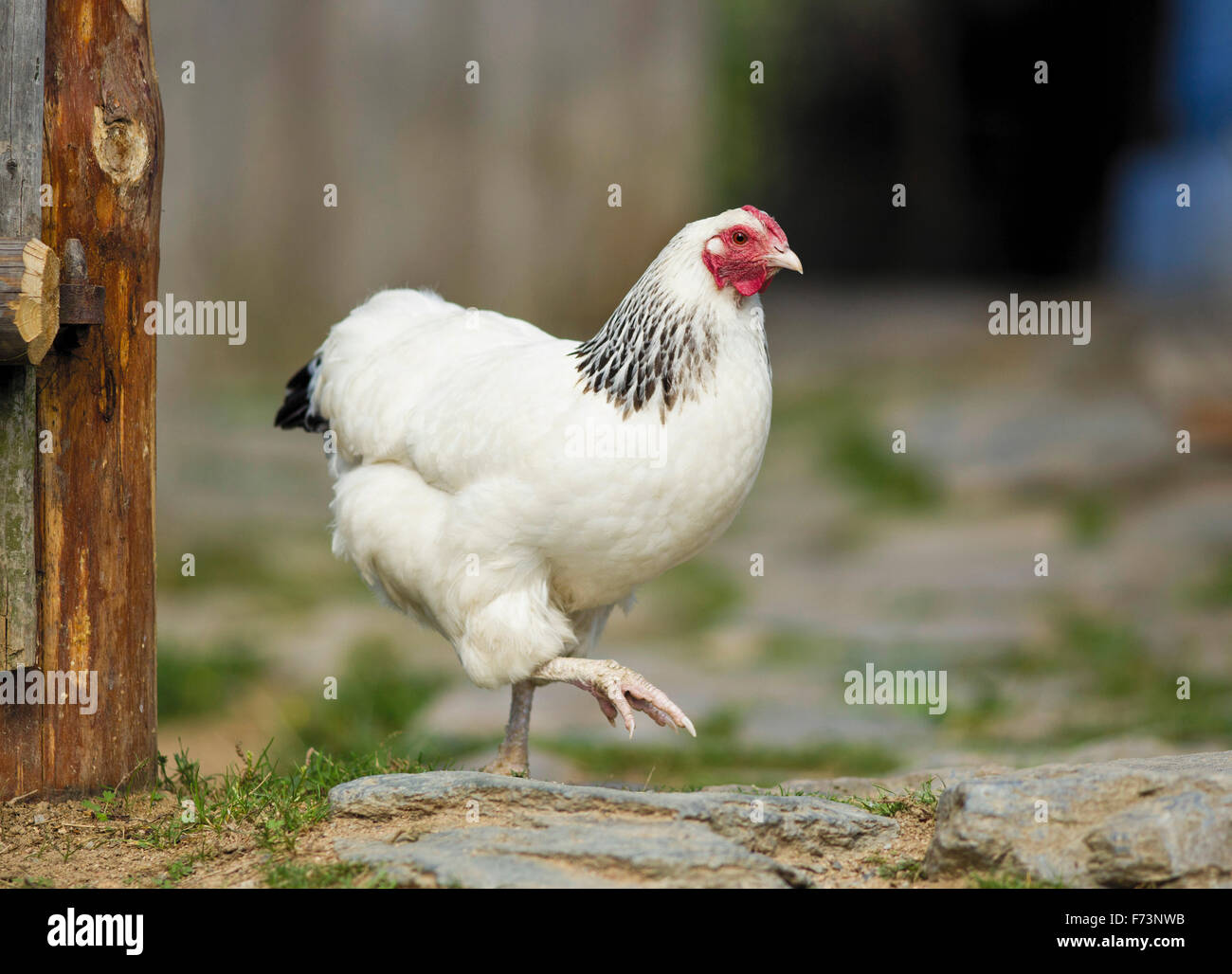 Deutsches Reichshuhn (German Empire Chicken). Hen walking on ...