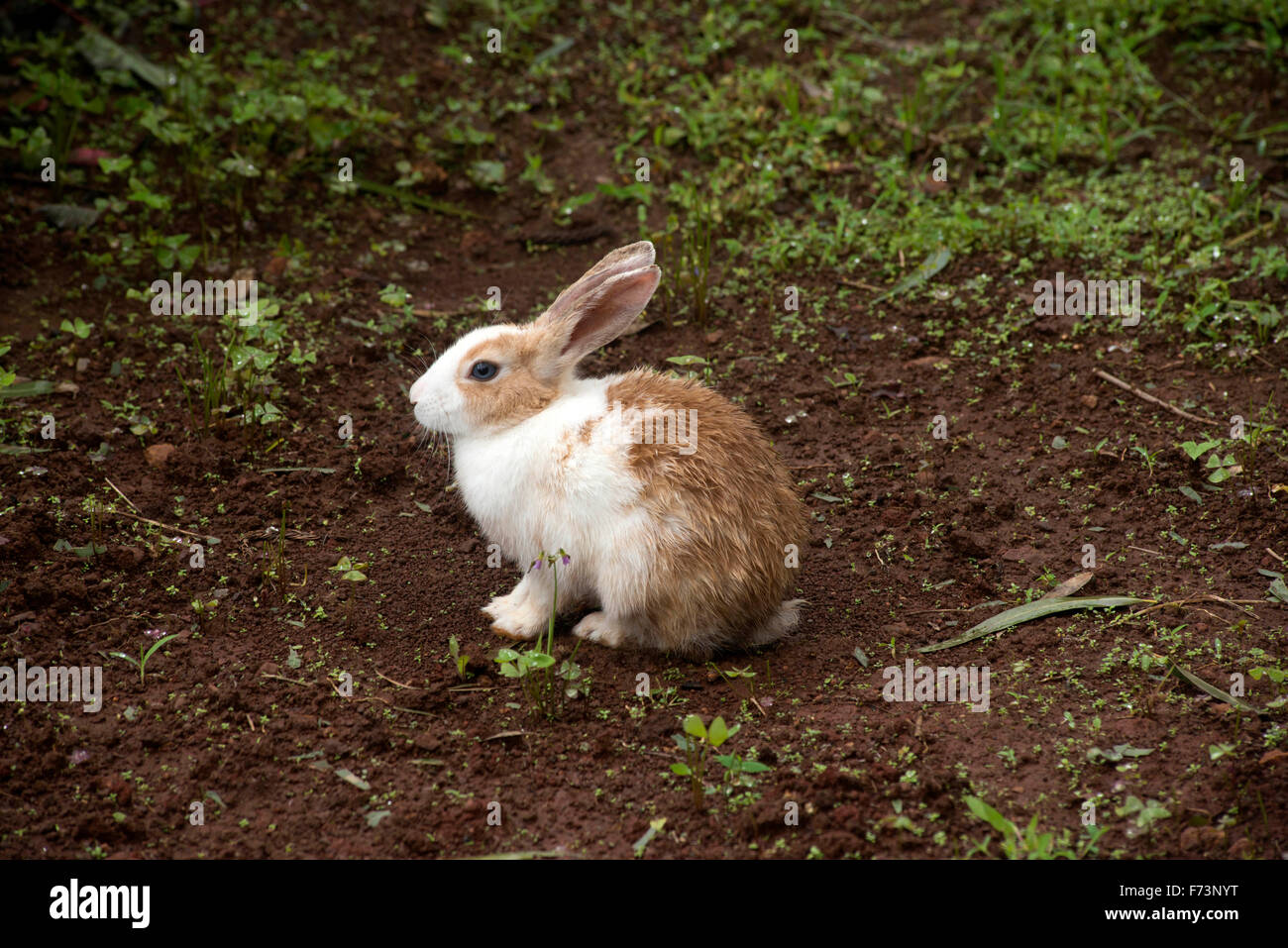 Indian rabbit hi-res stock photography and images - Alamy