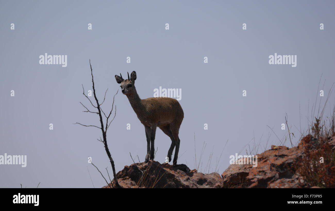 Klipspringer in kruger national park hi-res stock photography and ...
