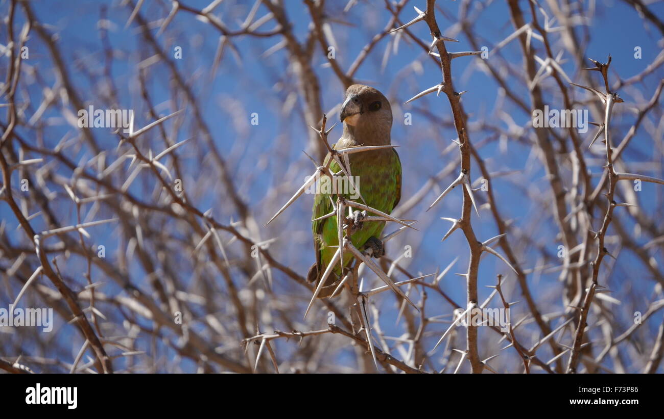 African Parakeet in Acacia Tree, Kruger National Park, South Africa ...