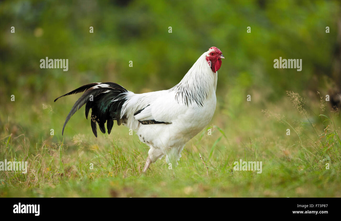 Deutsches Reichshuhn (German Empire Chicken). Cock walking in grass ...