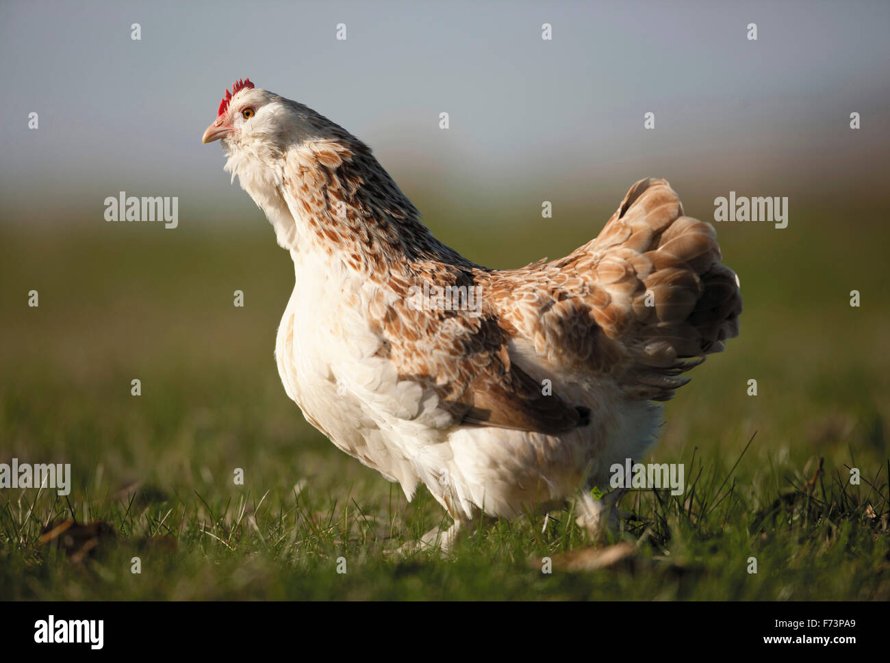 German Lachshuhn Bantam. Hen walking in grass. Germany Stock Photo - Alamy