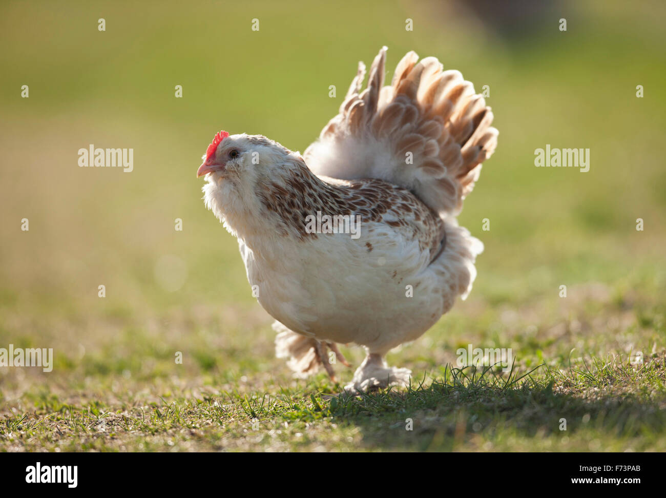 German Lachshuhn Bantam. Hen walking on grass. Germany Stock Photo - Alamy