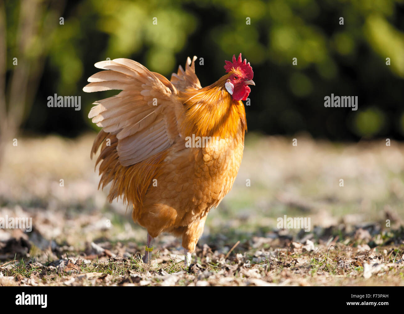 German Sachsenhuhn. Cock flapping its wings in a chicken-run. Germany ...