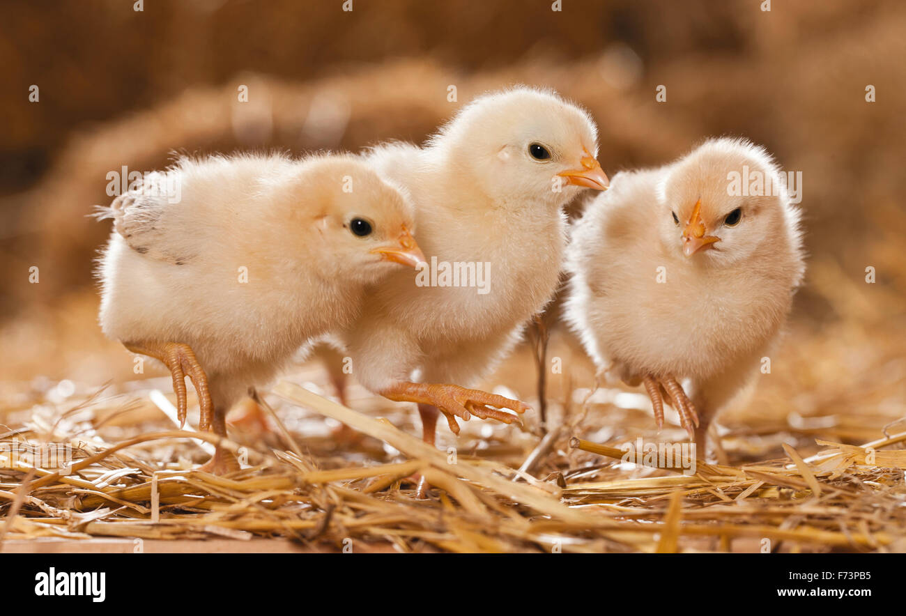 Rhode Island Chicken. Three chick in straw. Germany Stock Photo - Alamy