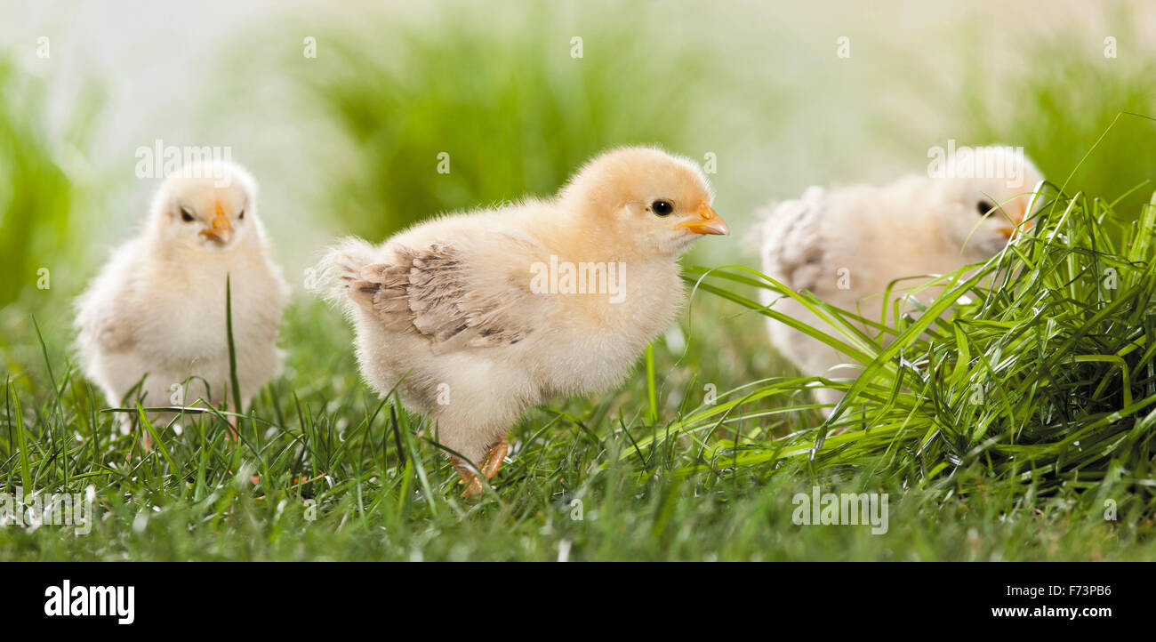 Rhode Island Chicken. Three chicks in grass. Germany Stock Photo - Alamy