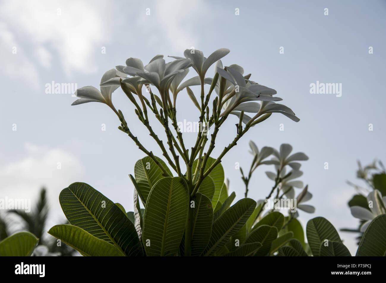 Champa flowers, panvel, maharashtra, india, asia Stock Photo - Alamy