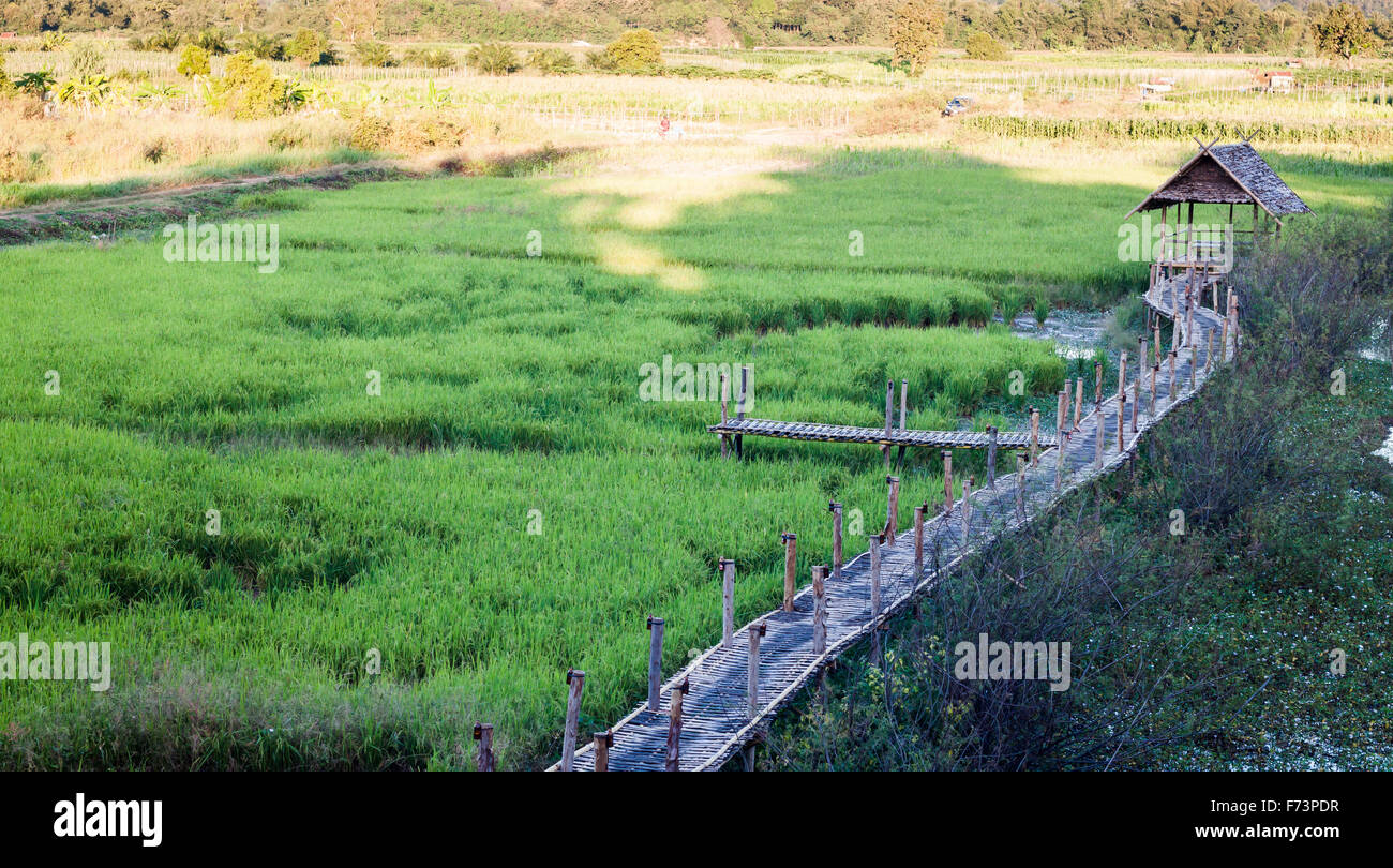 Green rice field in Chiang rai, Thailand, stock photo Stock Photo - Alamy