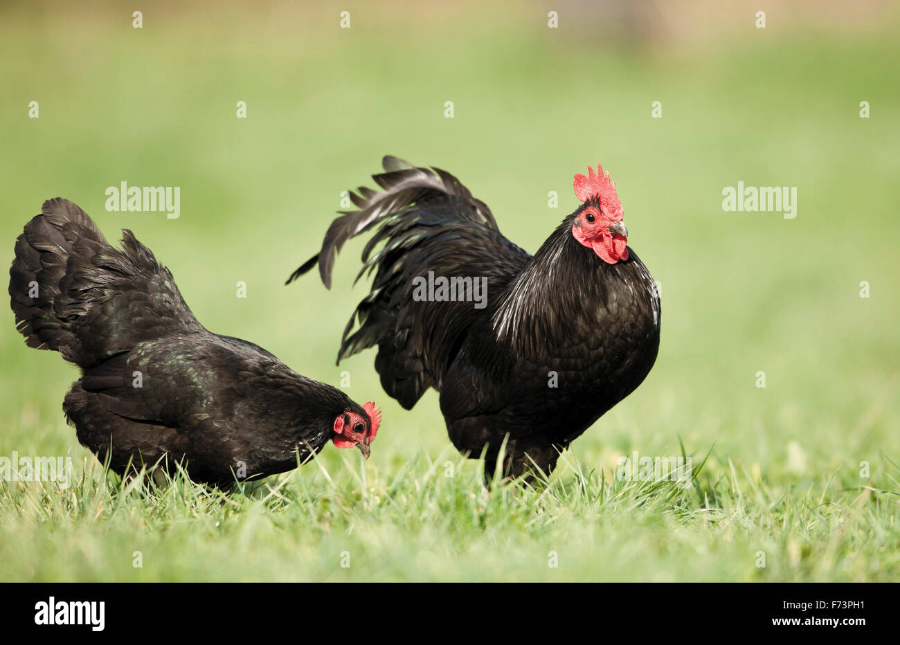 Astralorp Bantam. Rooster and hen on a meadow. Germany Stock Photo - Alamy
