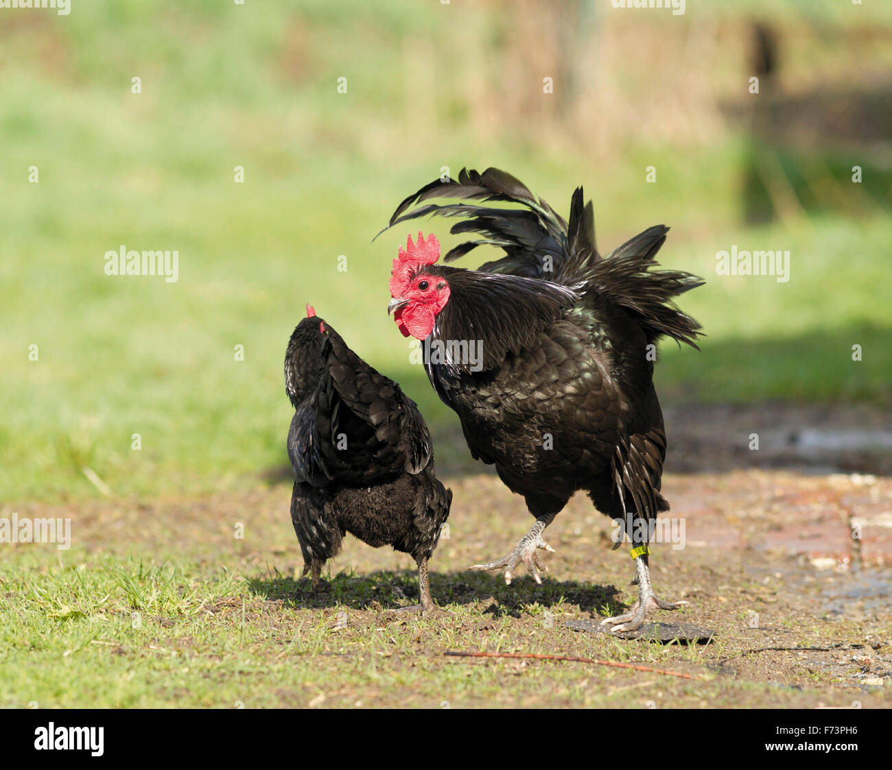 Astralorp Bantam. Rooster and hen on a farmyard. Germany Stock Photo ...