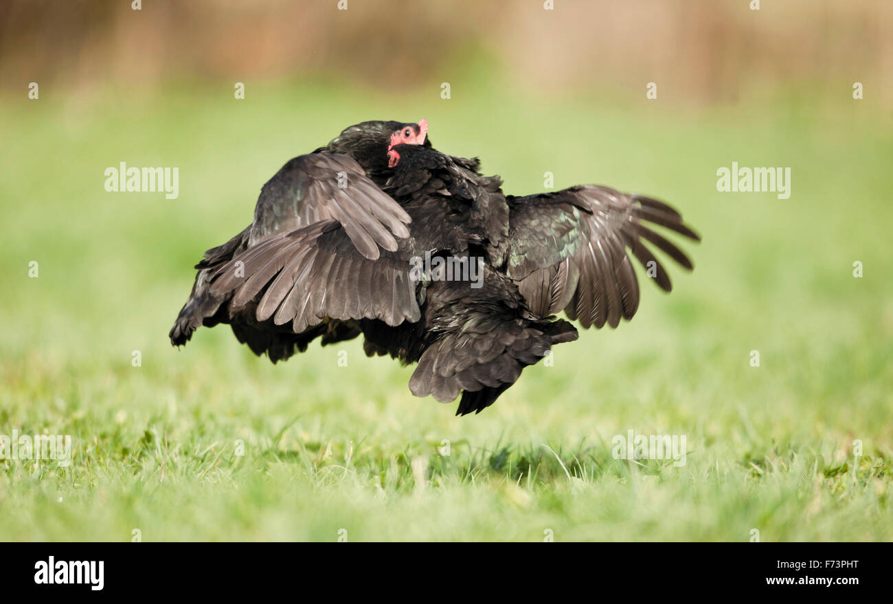 Hens fighting hi-res stock photography and images - Alamy