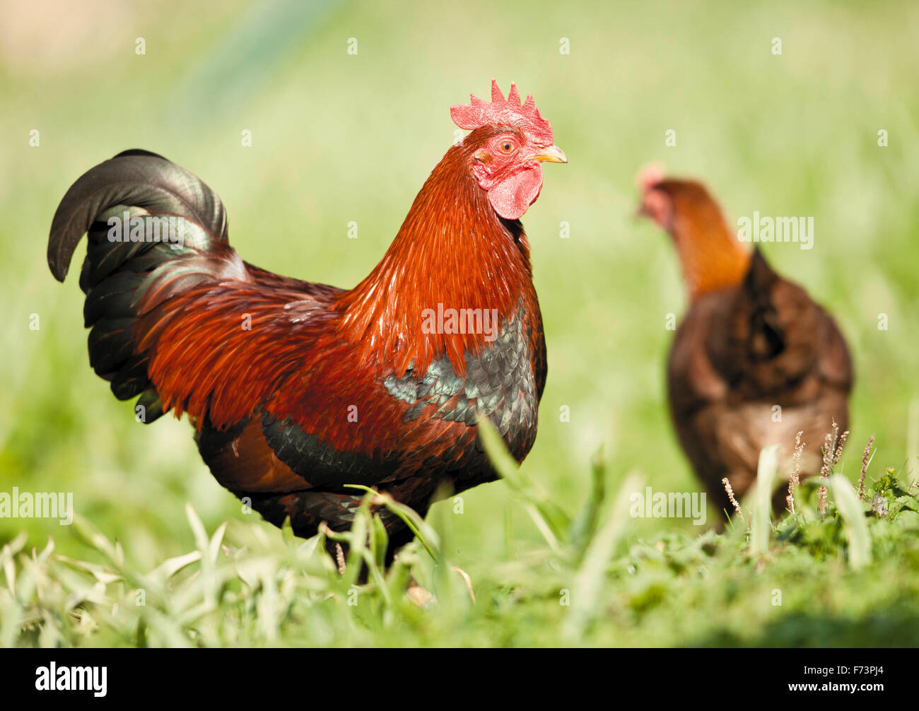 Welsummer Bantam. Rooster and hen on a meadow. Germany Stock Photo - Alamy