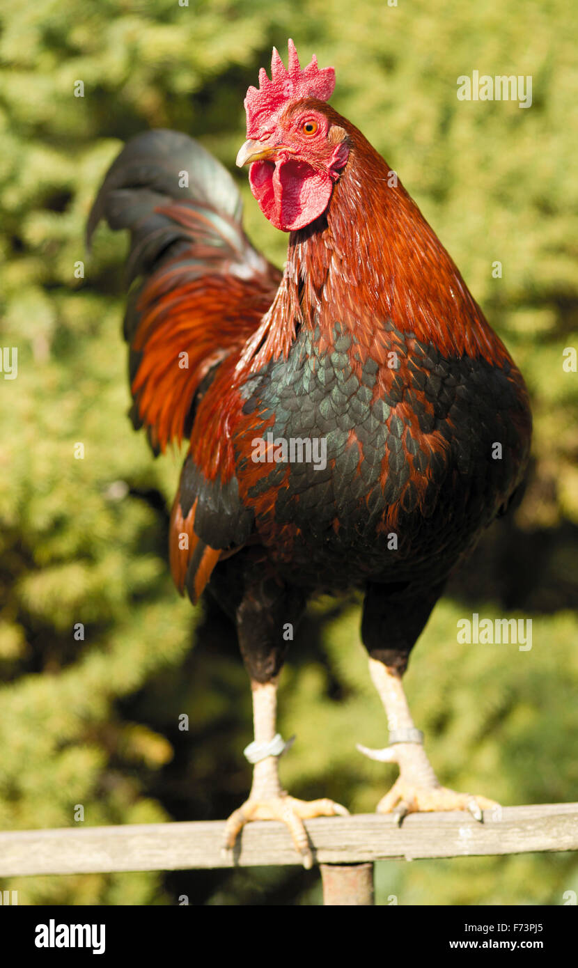 Welsummer Bantam. Rooster standing on a wooden pole. Germany Stock ...