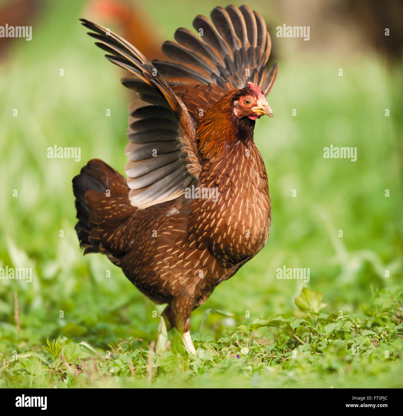 Welsummer Bantam. Hen flapping its wings. Germany Stock Photo - Alamy