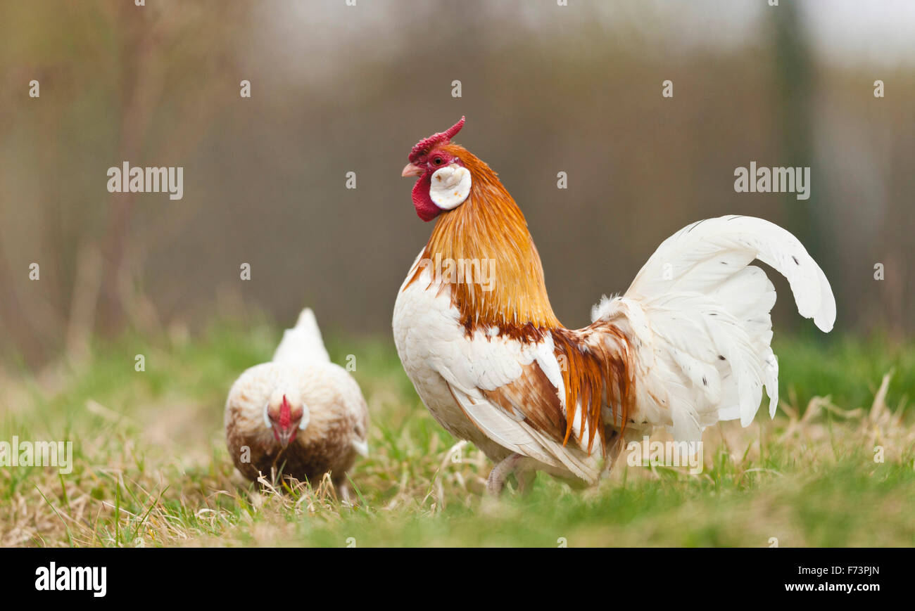 Rosecomb Chicken. Rooster and hen on a meadow. Germany Stock Photo - Alamy