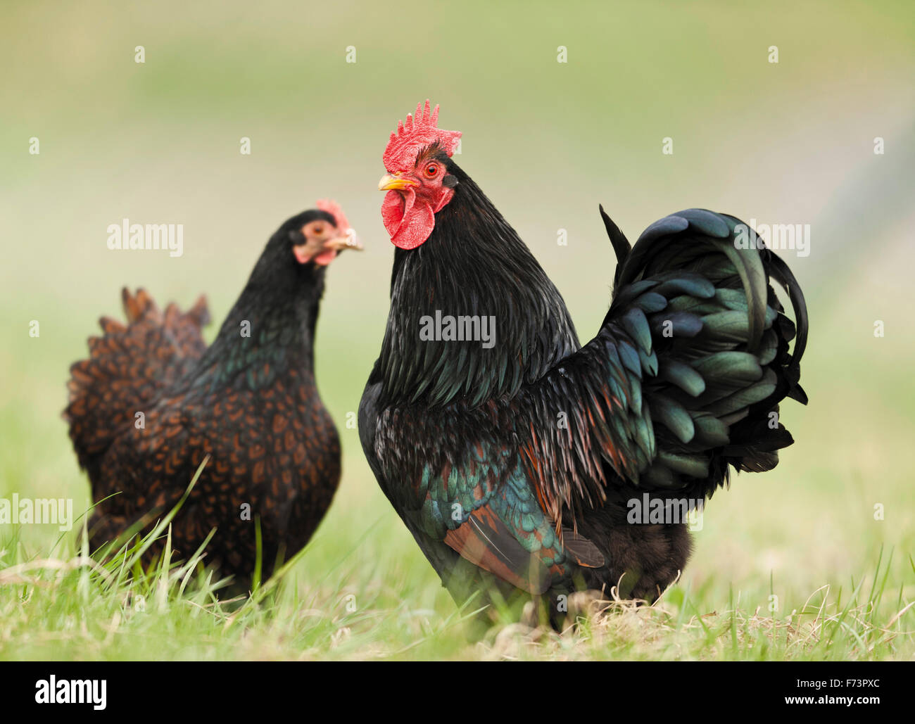Barnevelder Chicken. Rooster and hen on a meadow. Germany Stock Photo ...