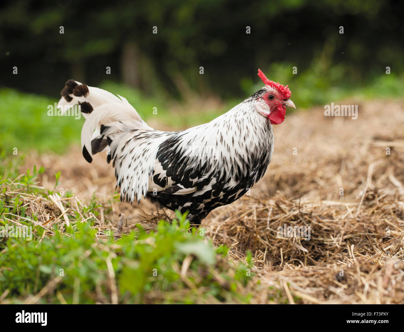 Hamburg Bantam Chicken. Rooster on a dunghill. Germany Stock Photo - Alamy