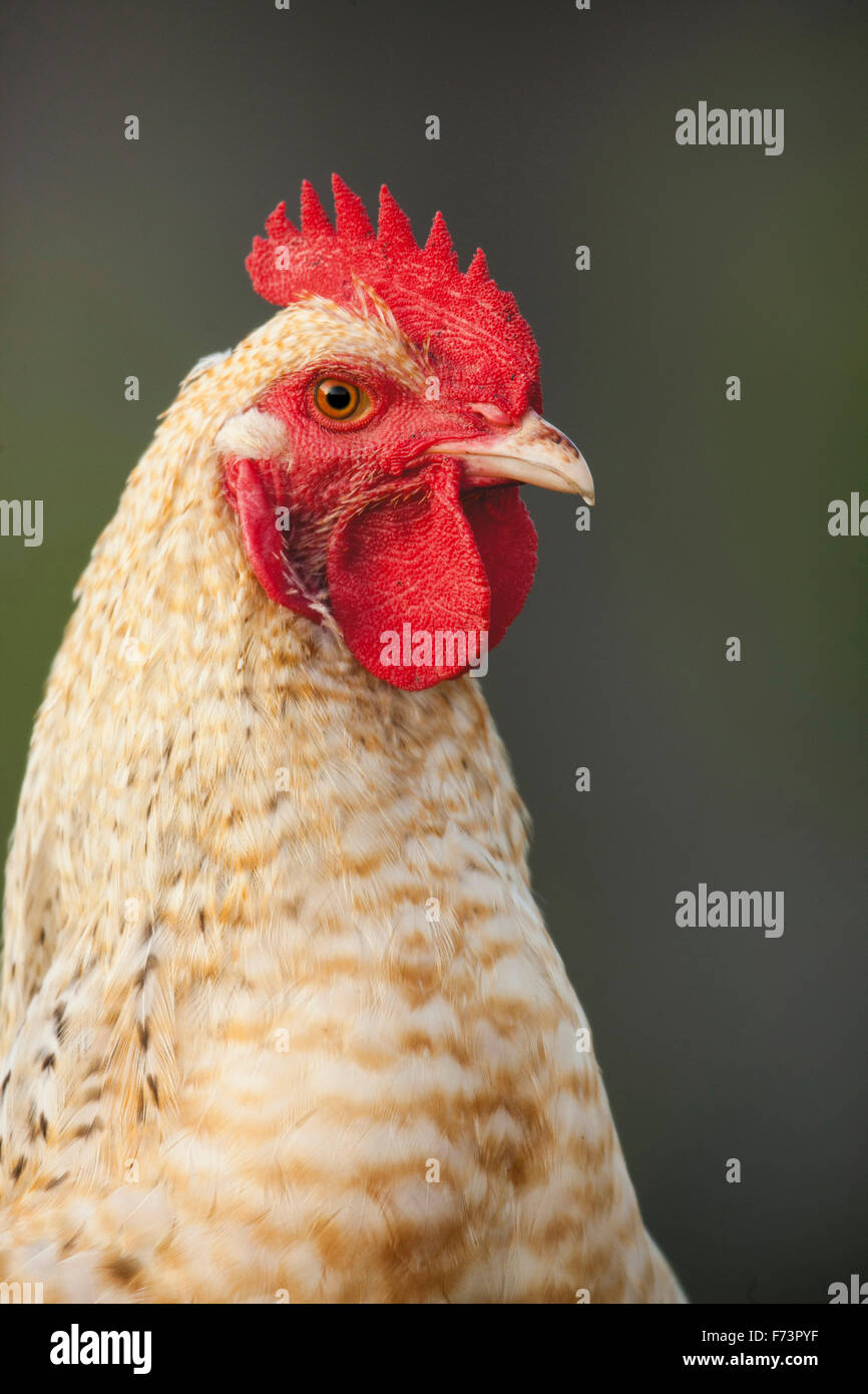Niederrheiner Chicken. Portrait of a rooster. Germany Stock Photo - Alamy
