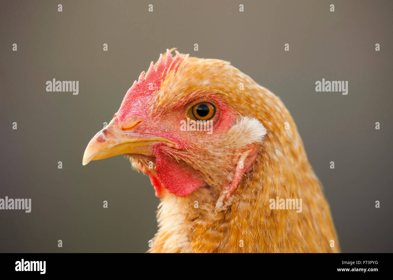 Niederrheiner Chicken. Portrait of a hen. Germany Stock Photo - Alamy