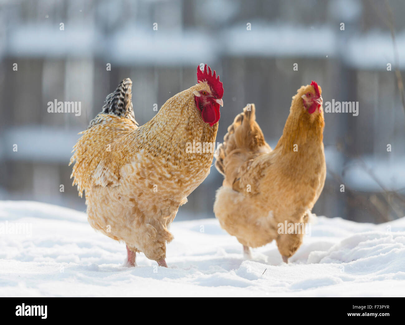 Niederrheiner Chicken. Couple walking in snow. Germany Stock Photo - Alamy