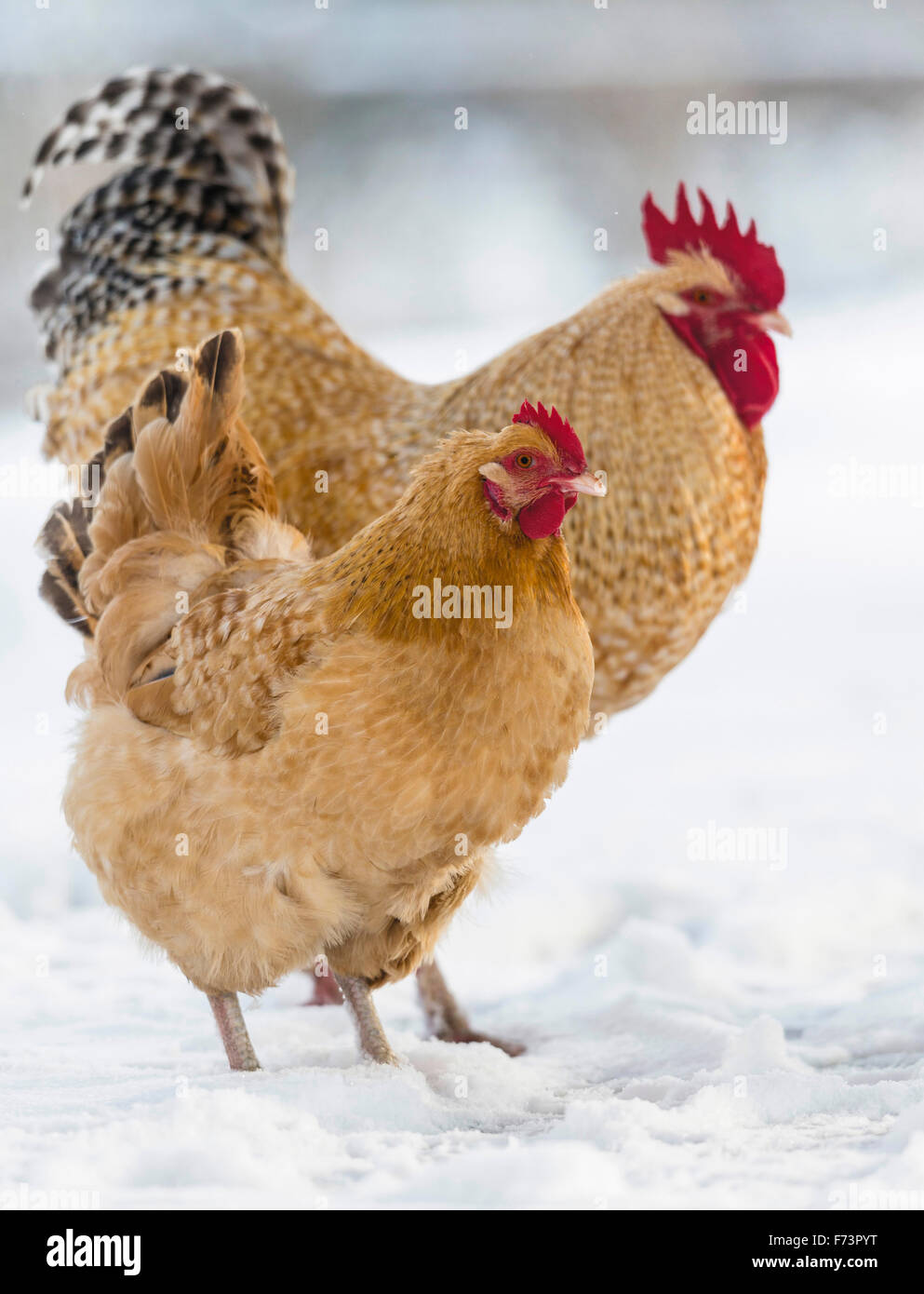 Niederrheiner Chicken. Couple standing in snow. Germany Stock Photo - Alamy