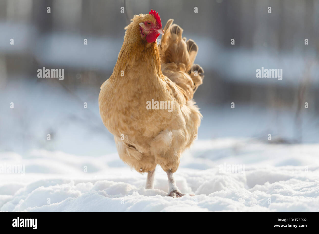 Snow chicken germany hi-res stock photography and images - Alamy
