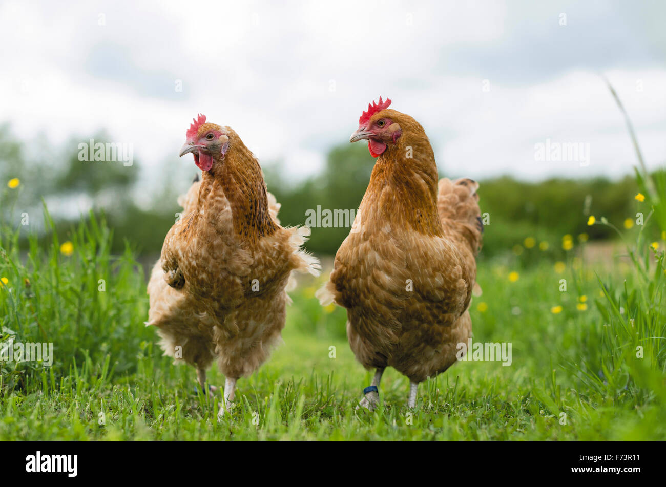 Niederrheiner Chicken. Two hens standing on a meadow. Germany Stock ...