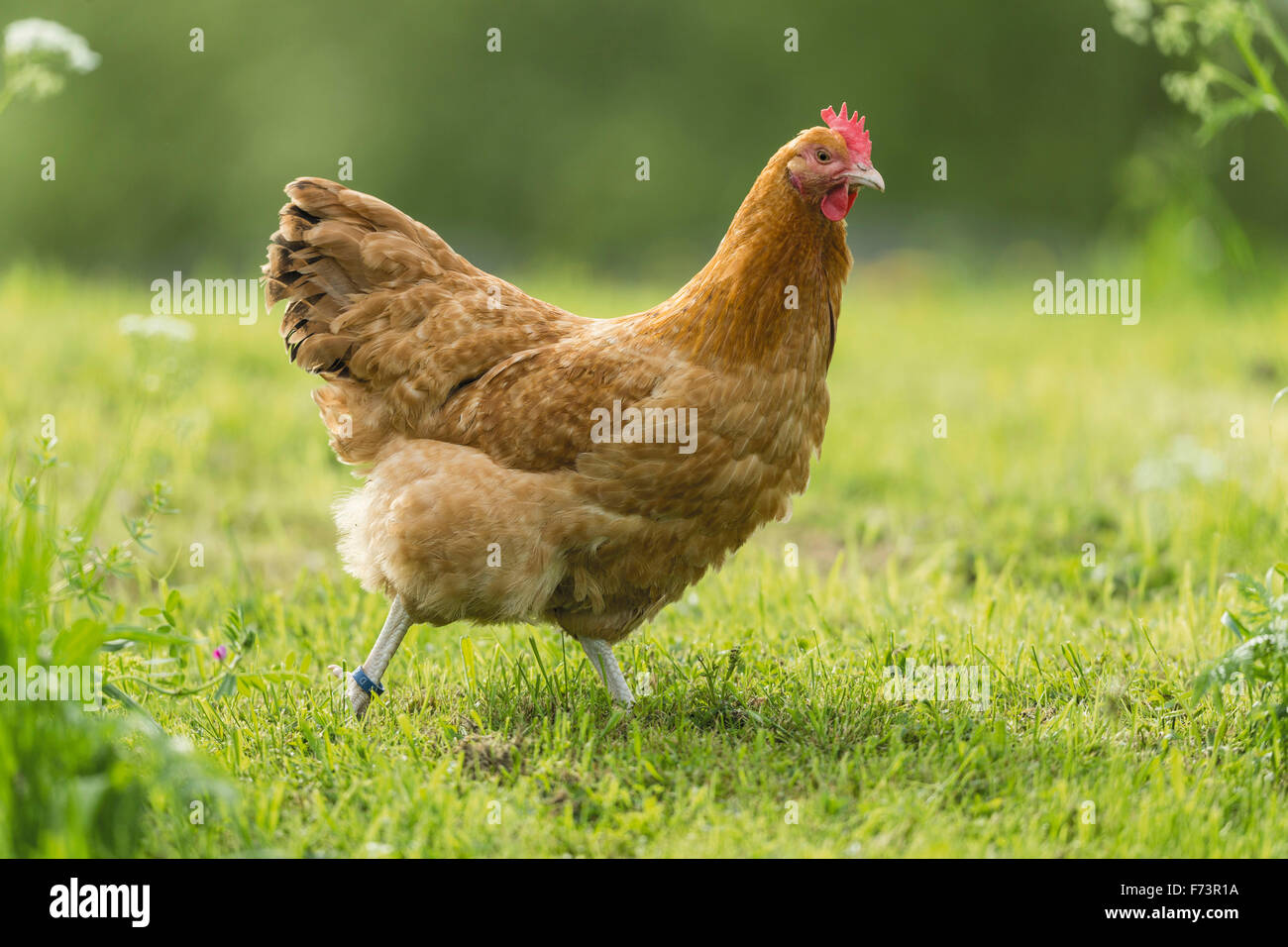 Niederrheiner Chicken. Hens walking on a meadow. Germany Stock Photo ...