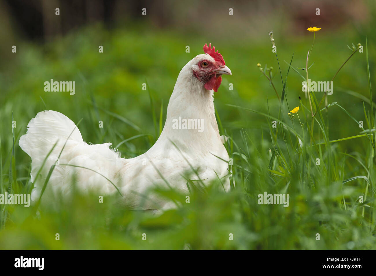 Malines Chicken. Hen sitting in grass. Germany Stock Photo - Alamy