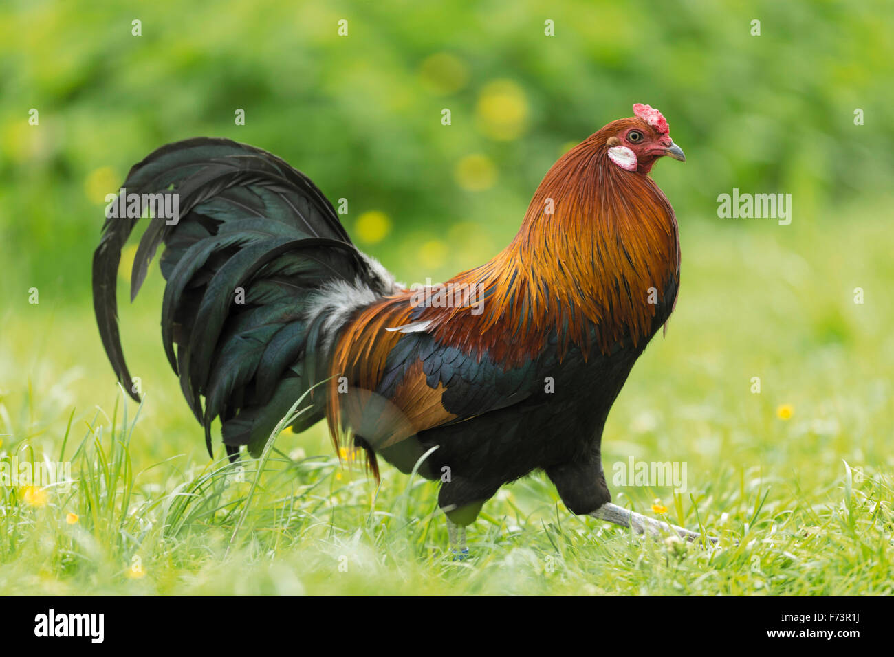 Deutsches Buschhuhn (German Bush Chicken, Javanese Bantam). Cock ...