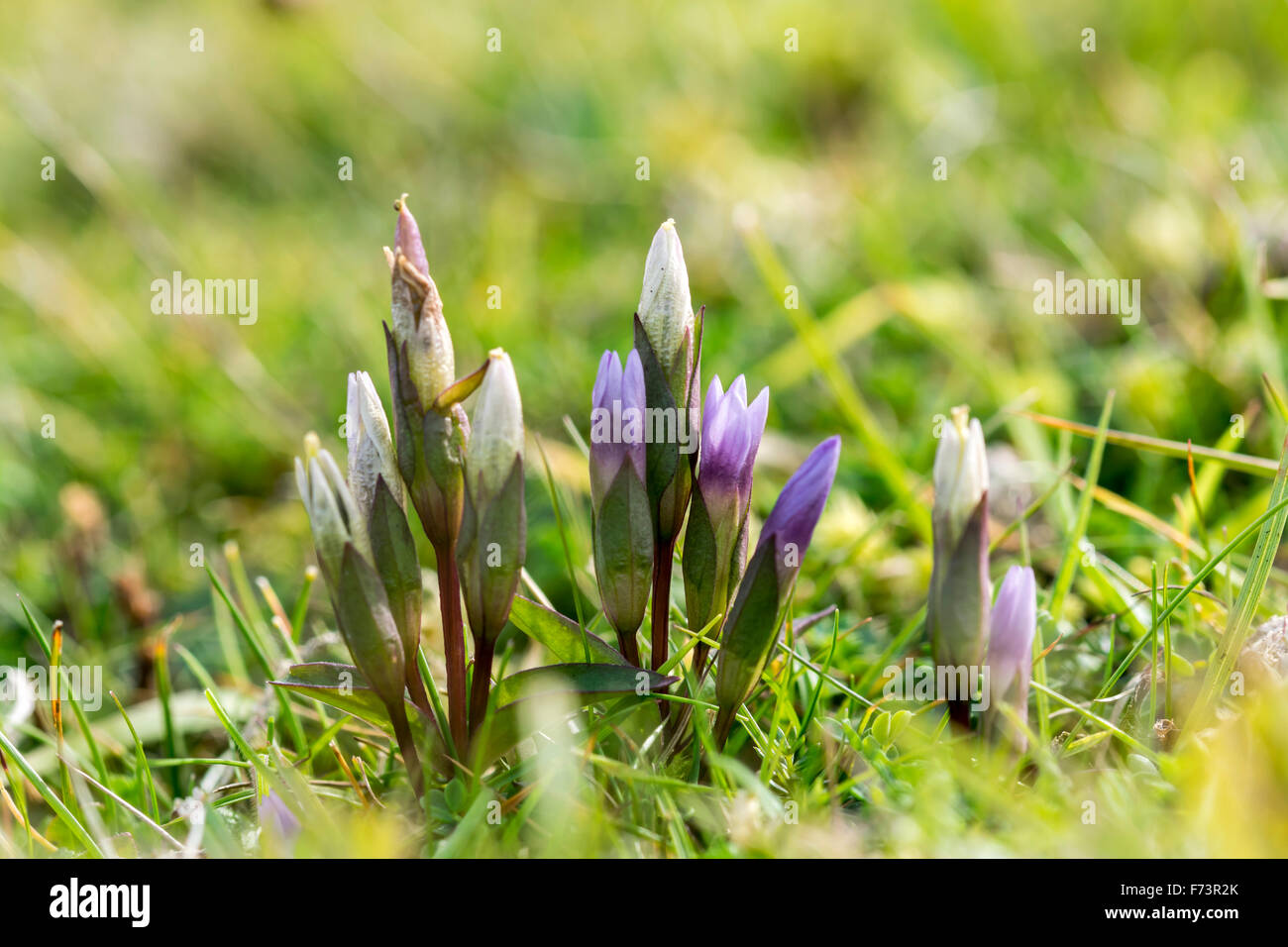 Field Gentian Gentianella Campestris High Resolution Stock Photography ...