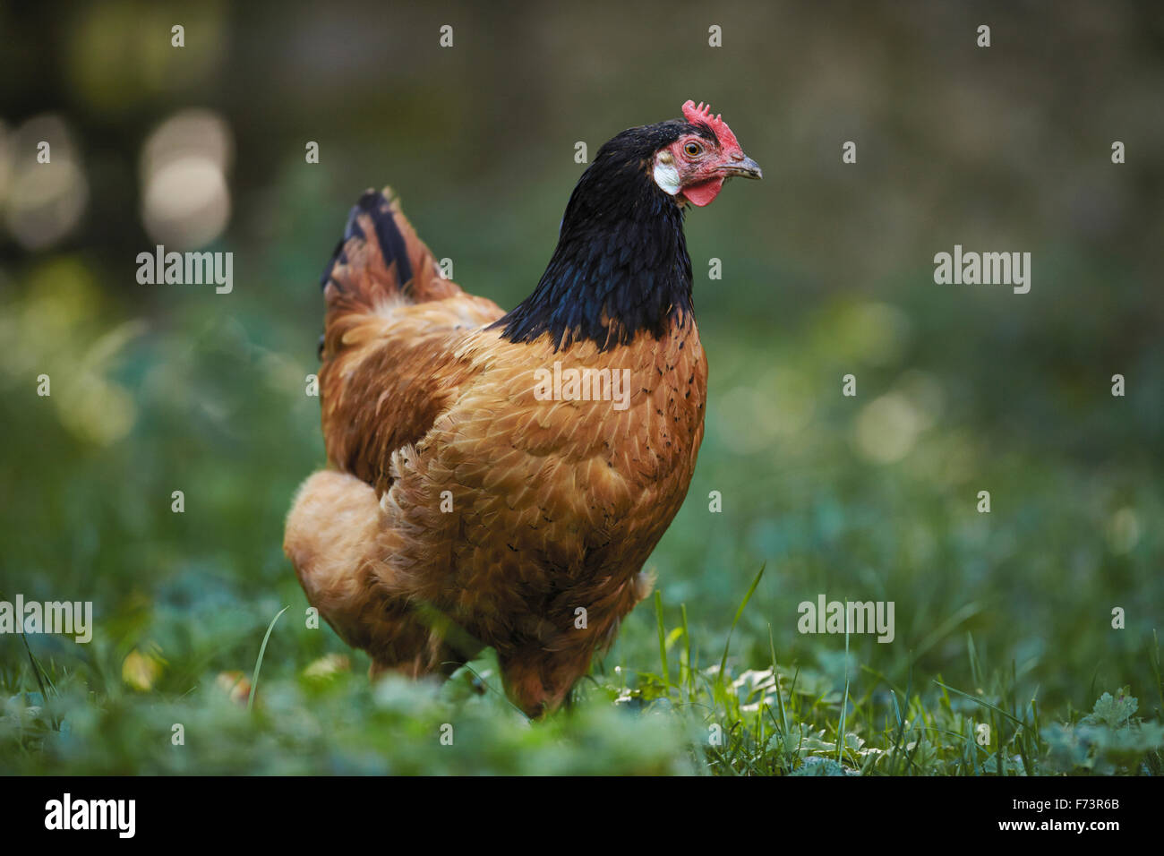 Vorwerk hi-res stock photography and images - Alamy