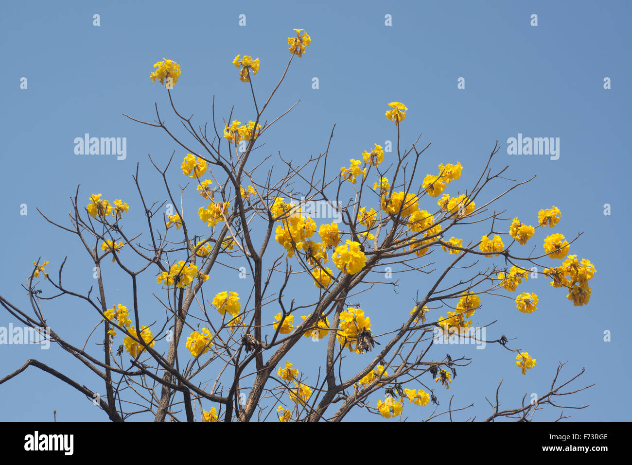Indian trumpet tree hi-res stock photography and images - Alamy