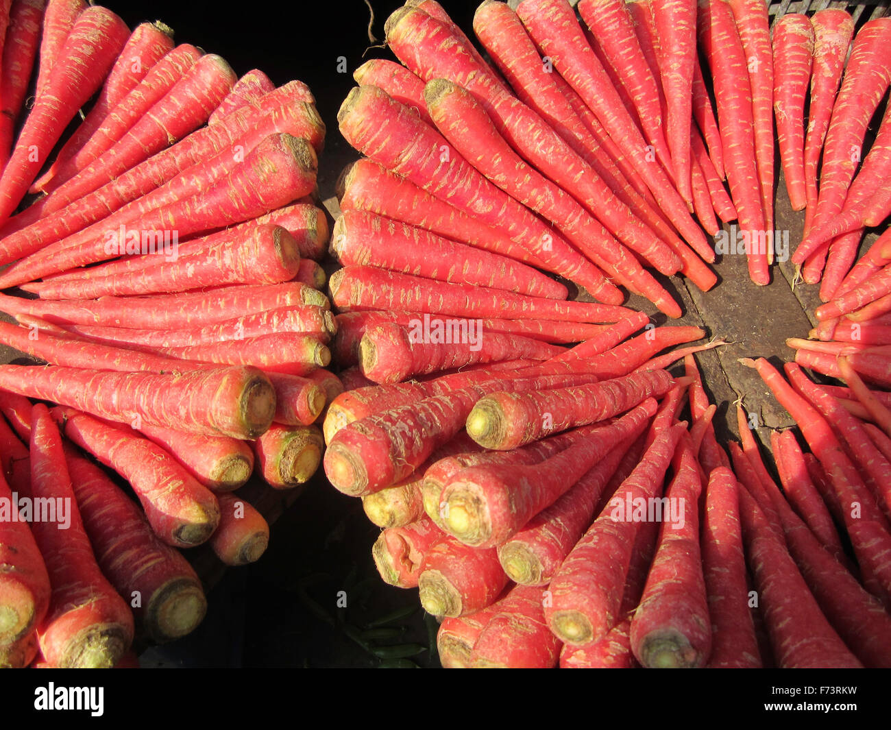 Giant Carrots on show - Jaipur India Stock Photo - Alamy