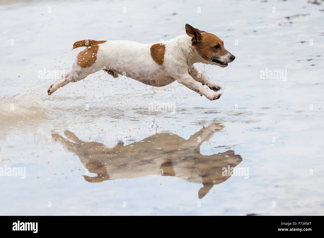 Jack Russell Terrier. Male running through a puddle. Portugal Stock ...