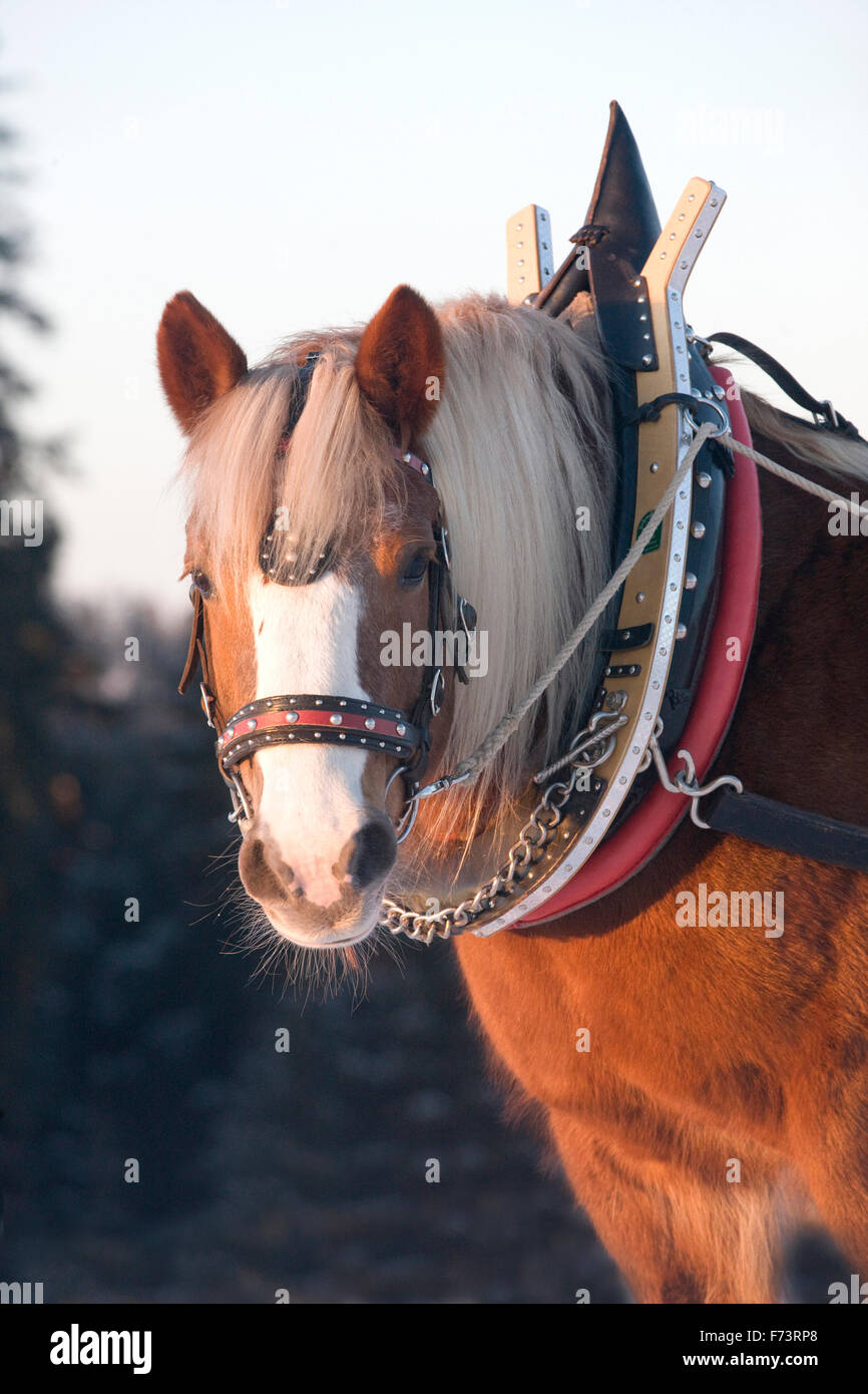Black Forest Horse. Portrait of mare in harness with collar. Germany ...