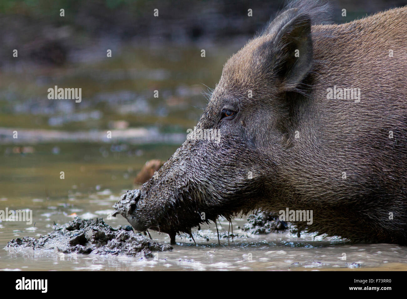 Wild Boar (Sus scrofa) in a wallow. Germany Stock Photo - Alamy