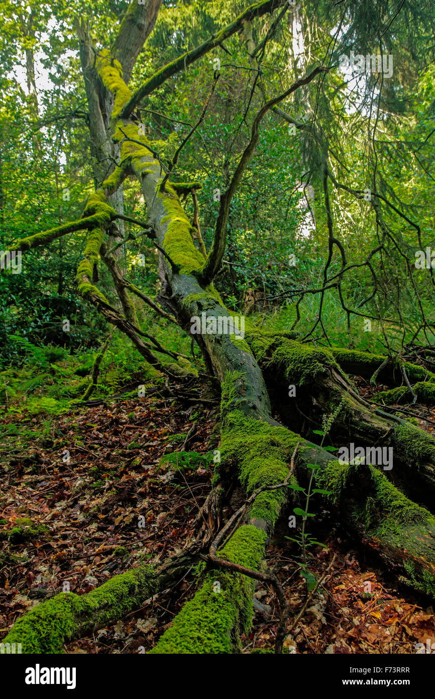 The arnsberger wald hi-res stock photography and images - Alamy