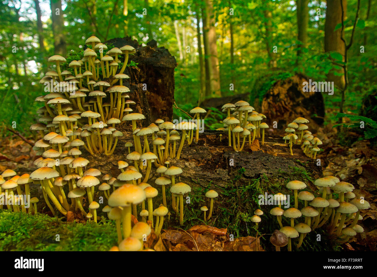 Sulphur Tuft (Hypholoma fasciculare) on dead oak tree. Germany Stock ...