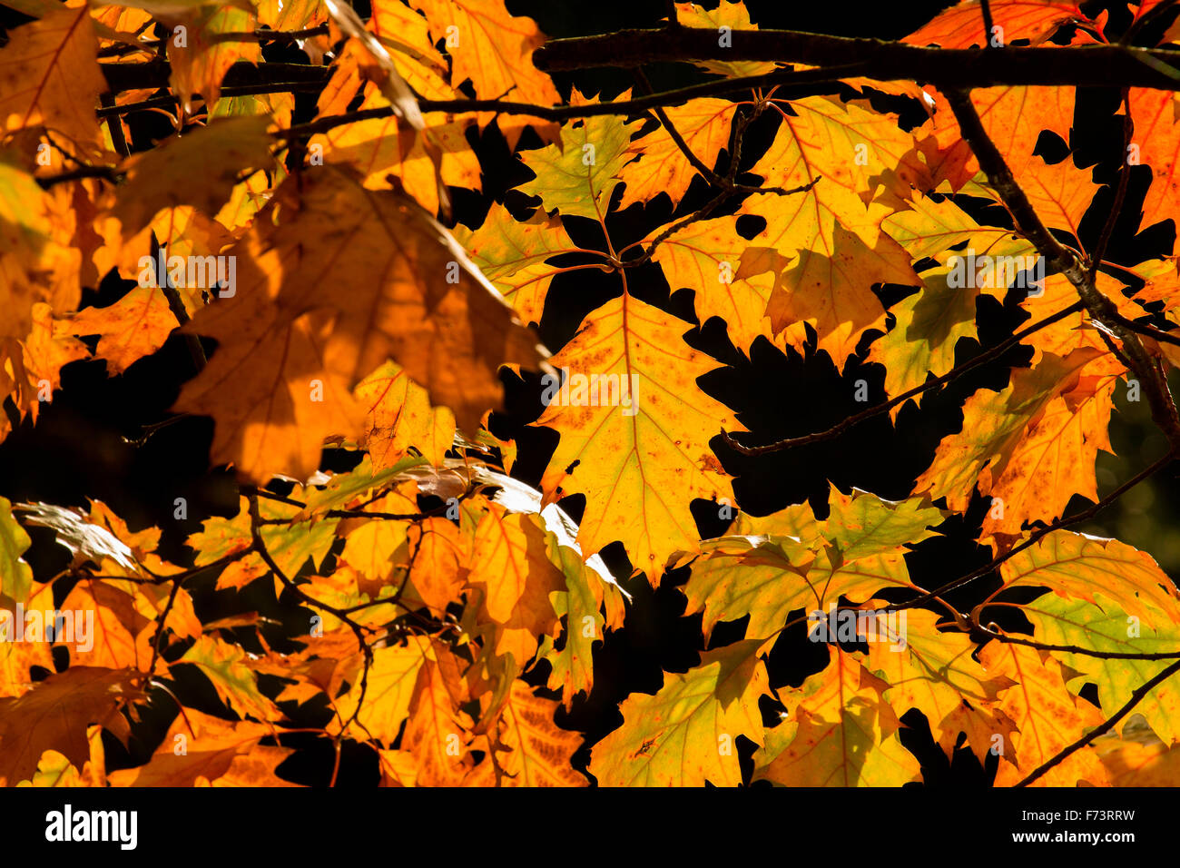 American red oak hi-res stock photography and images - Alamy