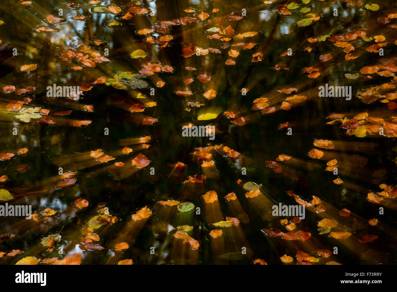 Drifting leaves hi-res stock photography and images - Alamy