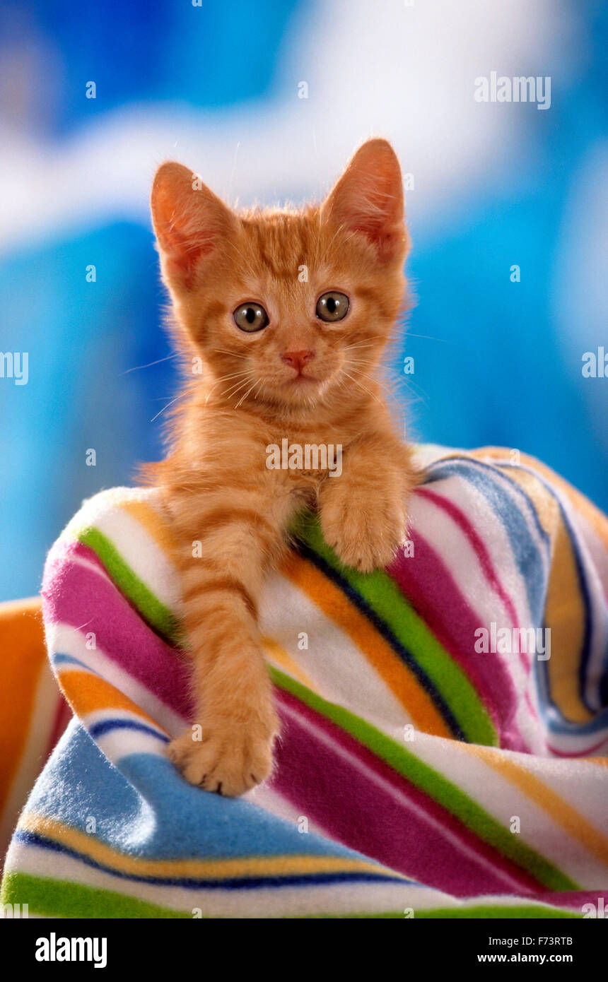 Domestic cat. Red tabby kitten sitting under a multicolored blanket ...