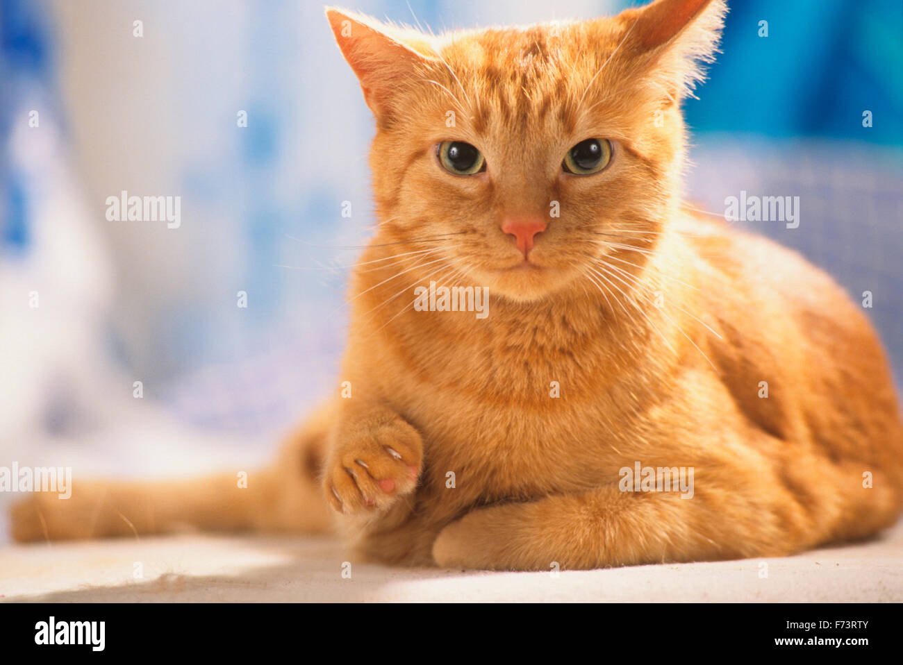 Domestic cat. Bad tempered red tabby cat raising a front paw in defense ...
