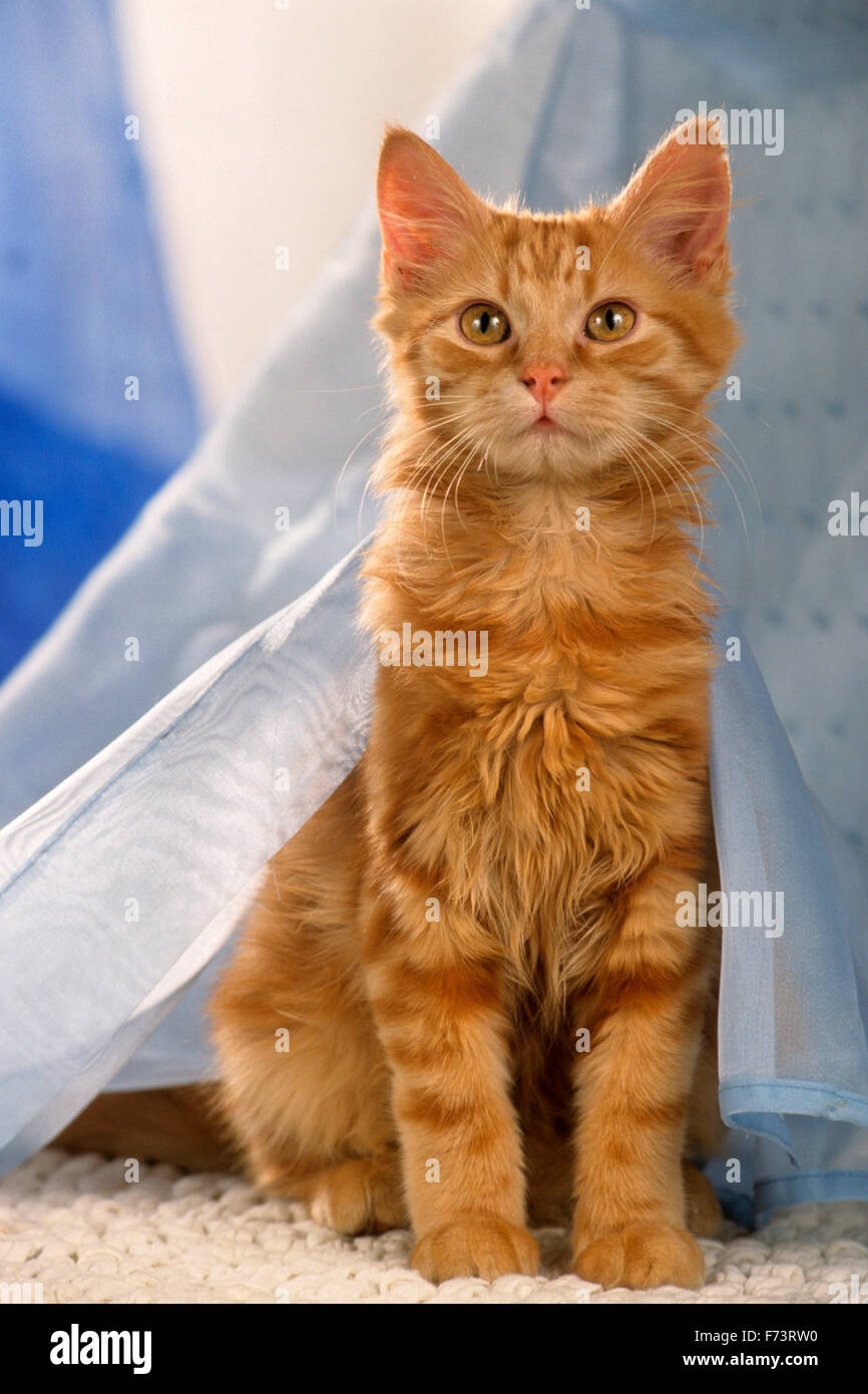 Domestic cat. Red tabby kitten sitting in front of a blue curtain ...