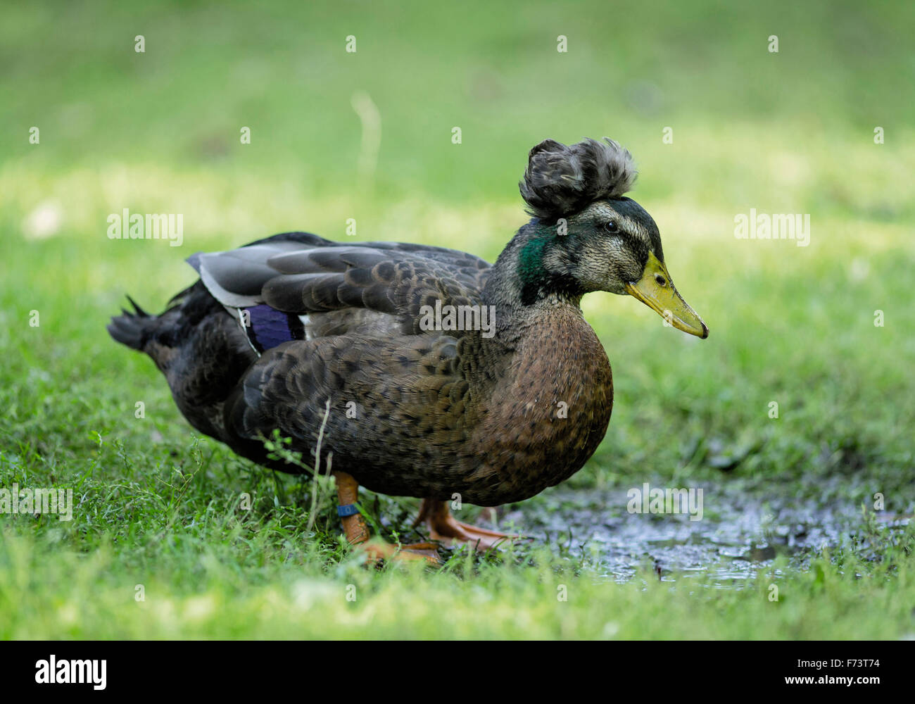 Crest germany hi-res stock photography and images - Alamy