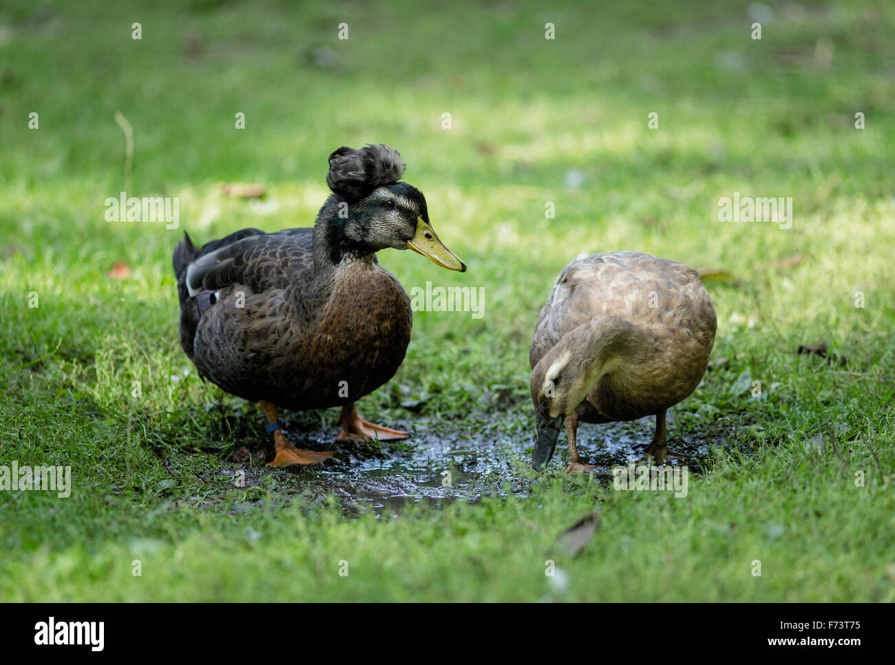 Crest germany hi-res stock photography and images - Alamy