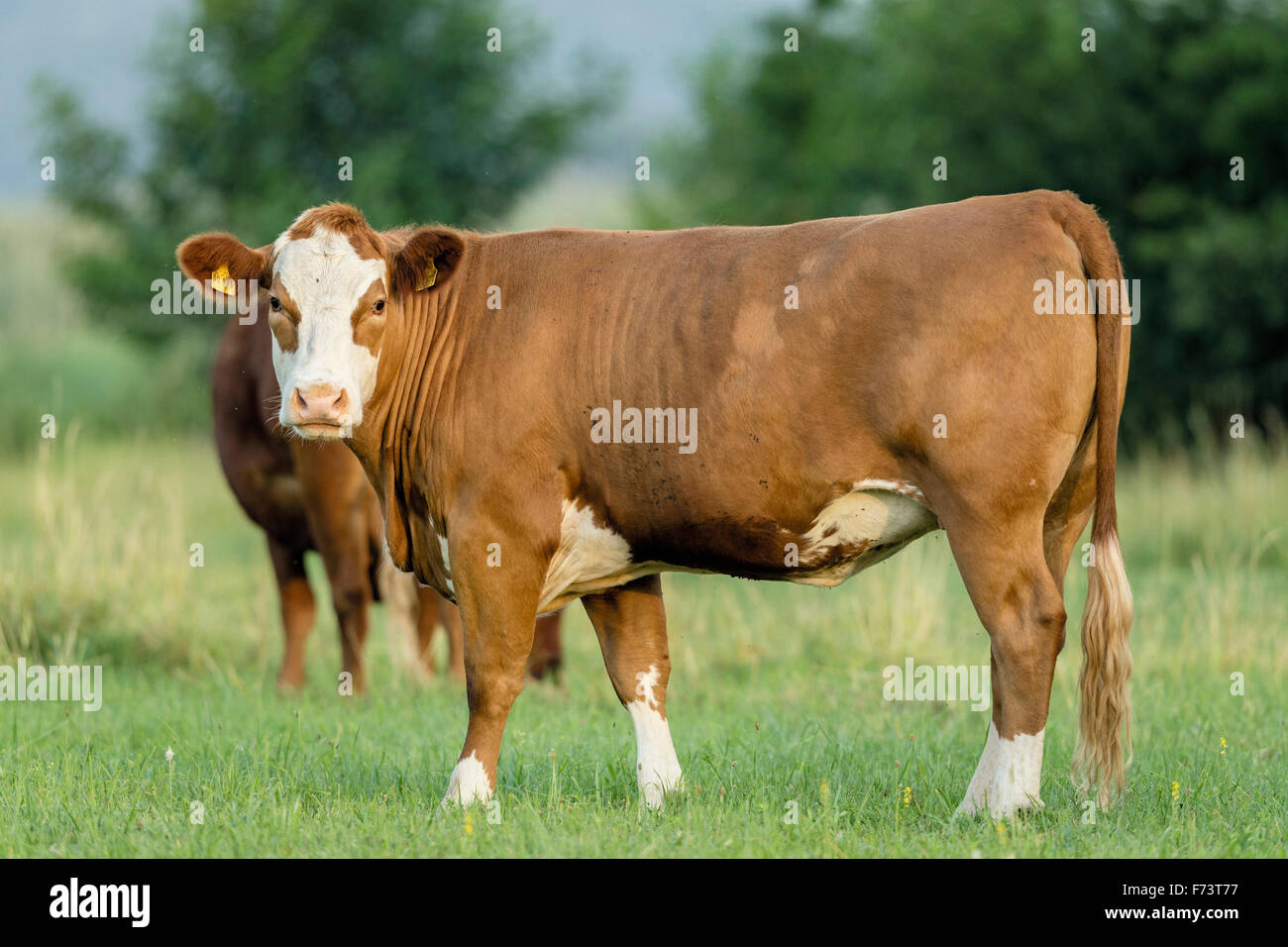German Angus Catte. Heifer on a pasture. Germany Stock Photo - Alamy